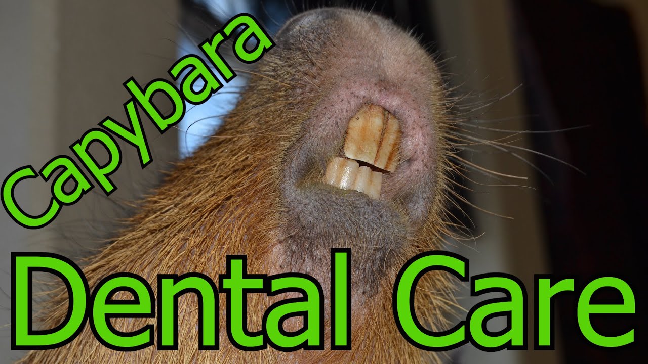 Capybara Dental Care