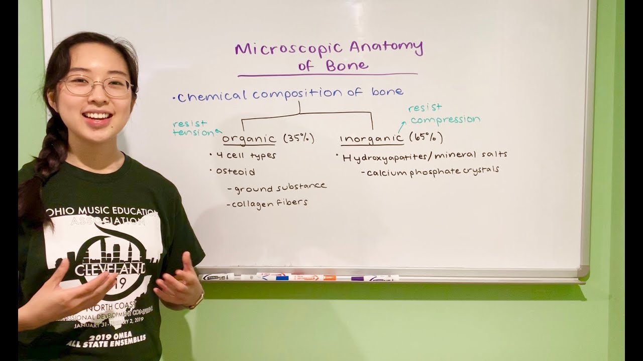 Microscopic Anatomy of Bone | Skeletal System
