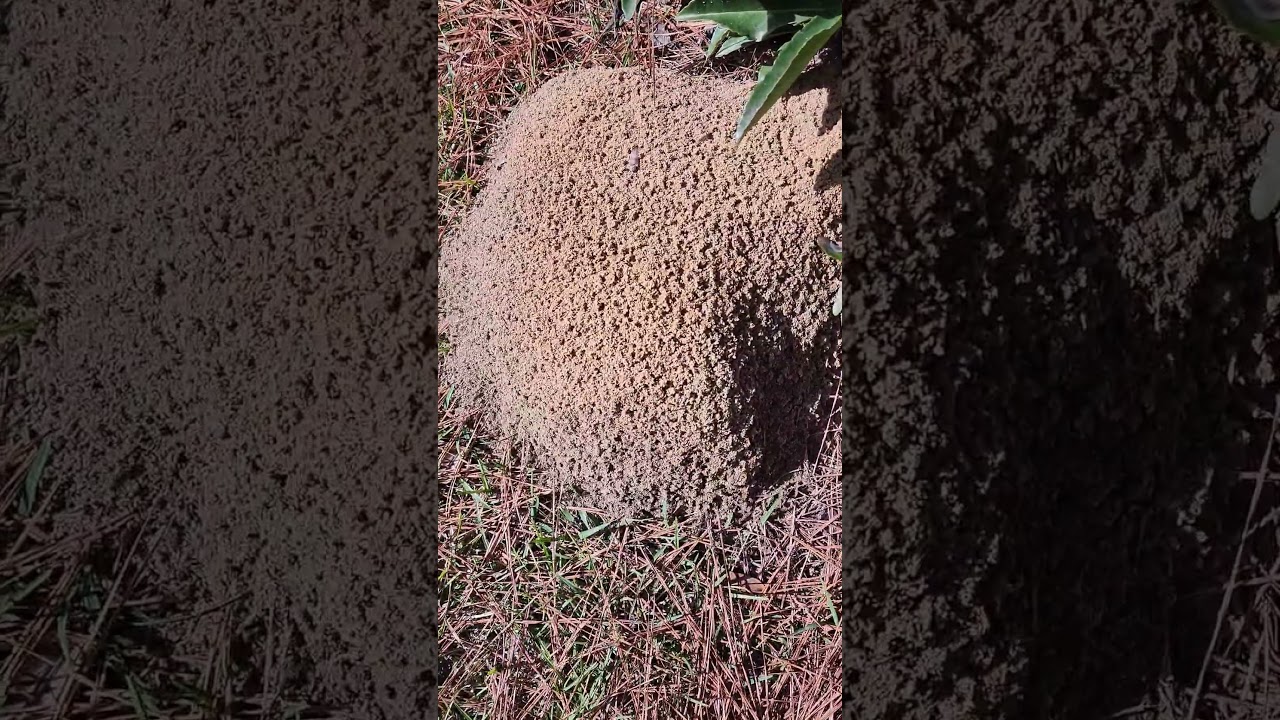 Must See!! Fire Ants VS My Hand!😵😬 #viral #shortvideo #shorts #ants #dangerous