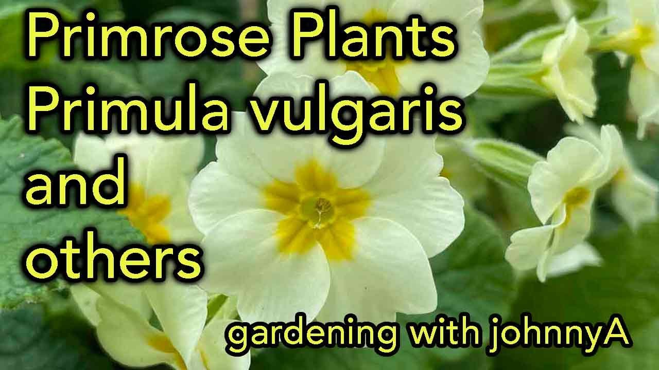 How To Grow Primula vulgaris - The English Primrose and Other Species