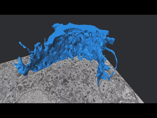 Electron Microscopy – Max Planck Florida Institute for Neuroscience