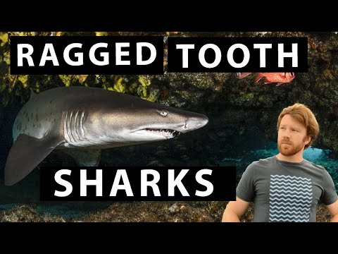 EVERYTHING YOU SHOULD KNOW ABOUT SAND TIGER SHARKS or Spotted Ragged Tooth Sharks -SHARK SPECIES