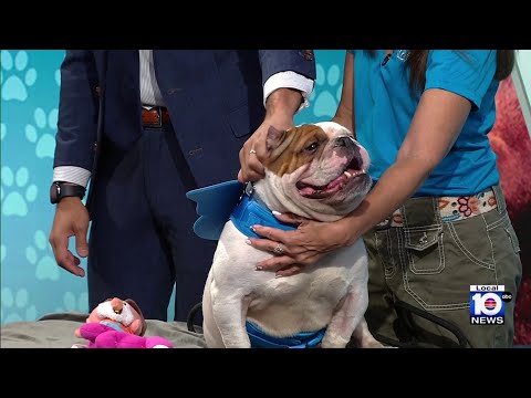 Humane Society of Broward searches for permanent home for Acorn, other furry friends