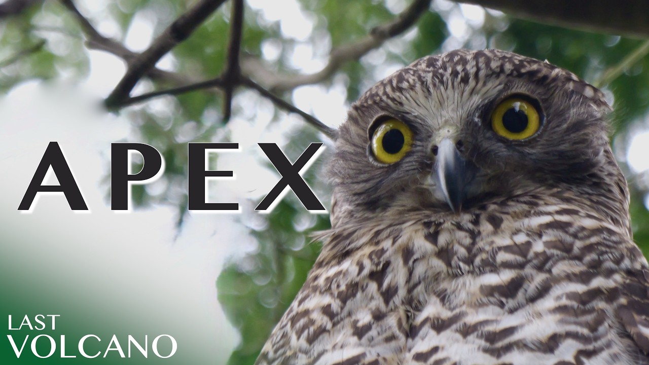 The Powerful Owl: Australia’s Apex Nocturnal Predator