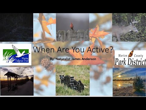 Natural Lessons Episode 9 When Are You Active?