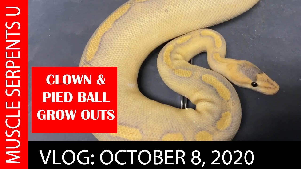 OUTSTANDING CLOWN BALL PYTHON HOLDBACKS!