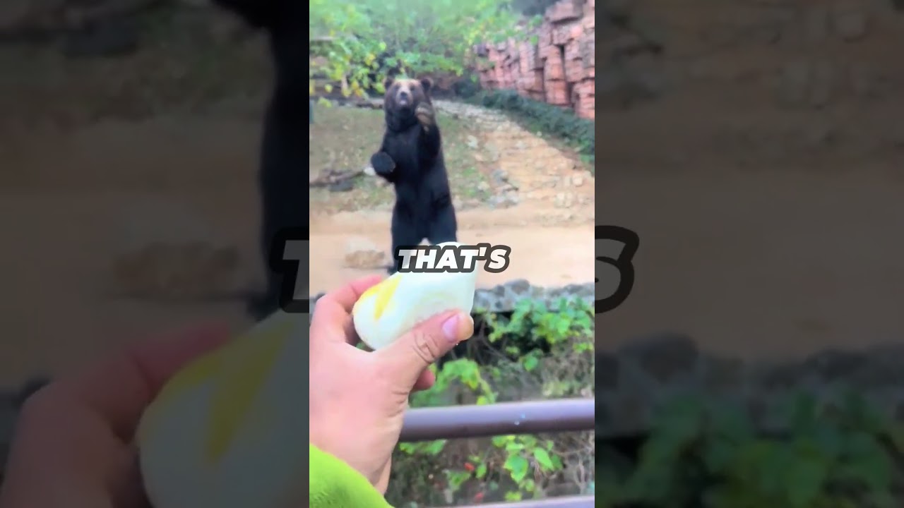 He Tossed A Honey Bun To A WILD Bear! 😱🐻