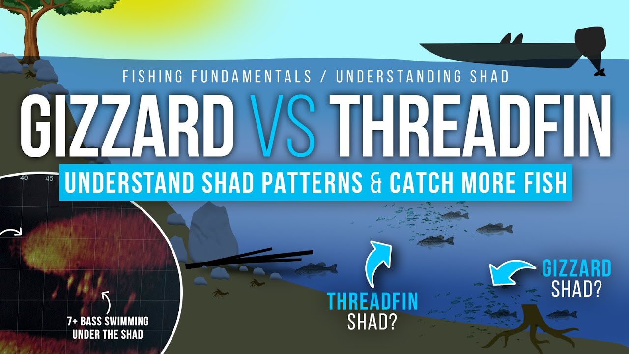 Threadfin vs Gizzard – Know the Difference, Catch More Bass