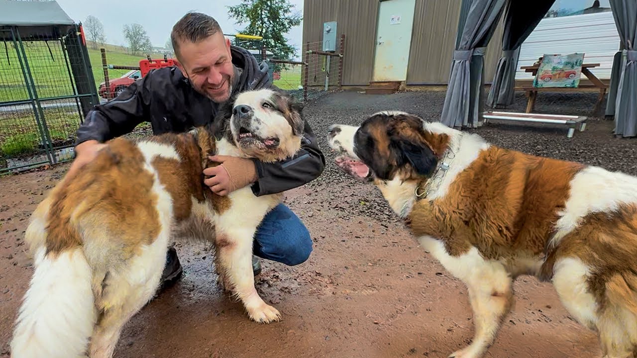 I Couldn’t Separate These Two Saint Bernards