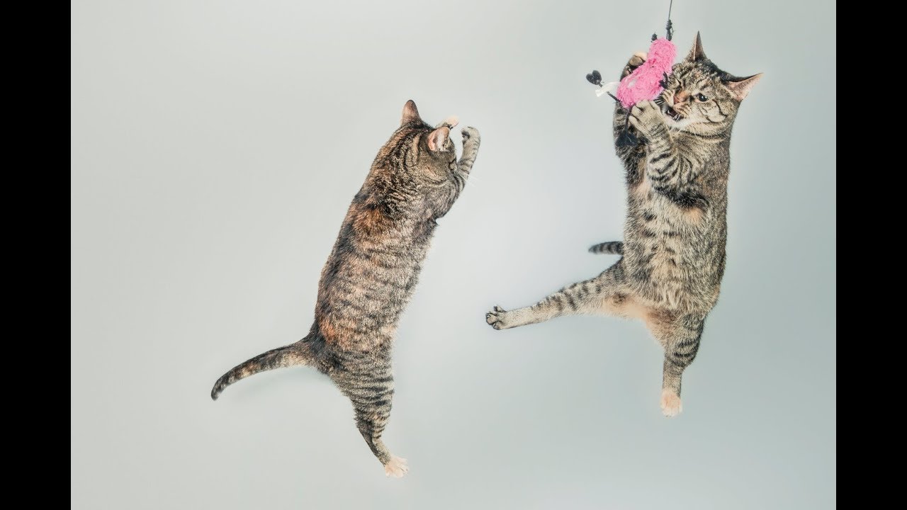 Cats | Funny Cats 2018 | Funny Cats Pictures | Funny Cats Images | Cats Wallpapers