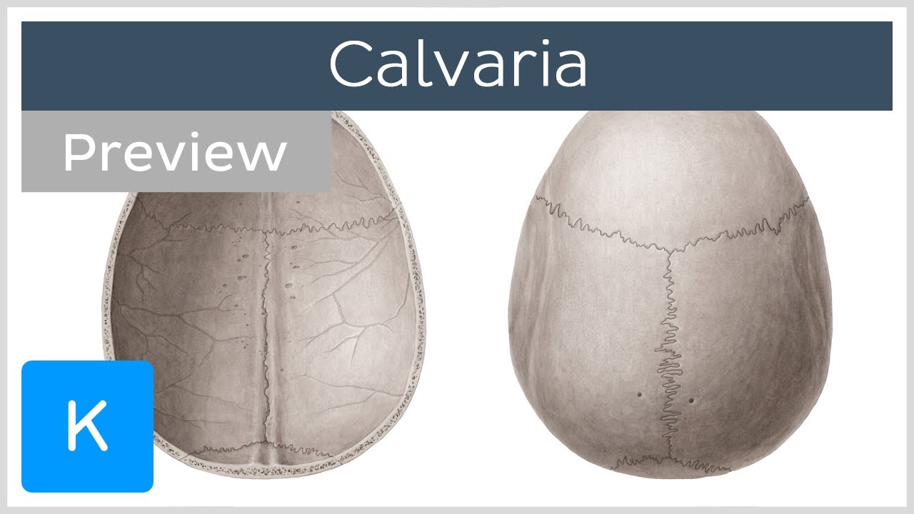 Calvaria Structural Anatomy (preview) - Human Anatomy | Kenhub