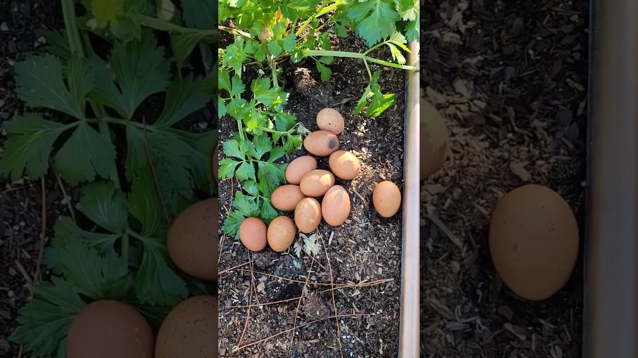 Raising chickens and lessons learned 🐔