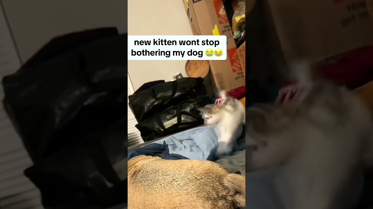 cat and cat #cat #funny #happycats #catmemes #music #memes #trending #trendingshorts #new #reels