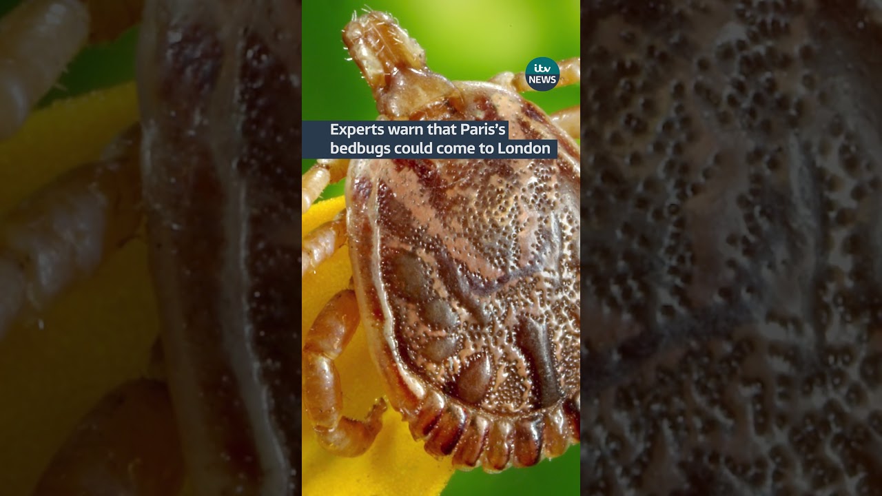 Experts warn that Paris's bedbugs could come to London #itvnews #london
