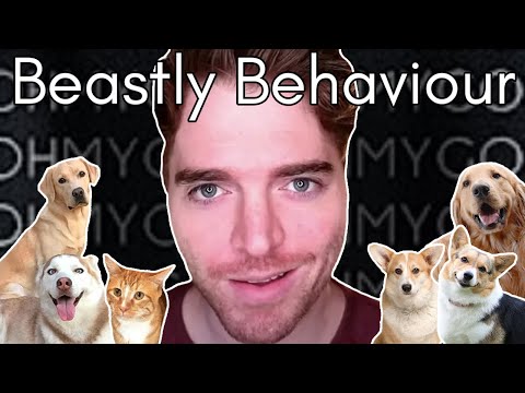 The Disturbing History of Shane Dawson's Pets