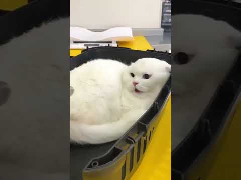 White Cat Screaming Meme - Funny Cat Video