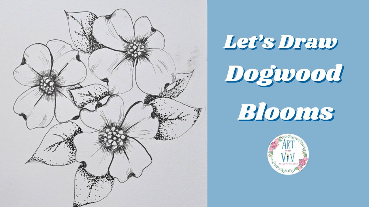 Let's Draw Dogwood Flowers Quickly and Easily