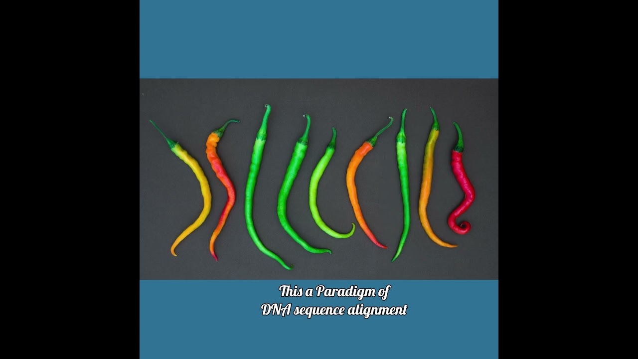 DNA sequence alignment explained in a simple meaningful way