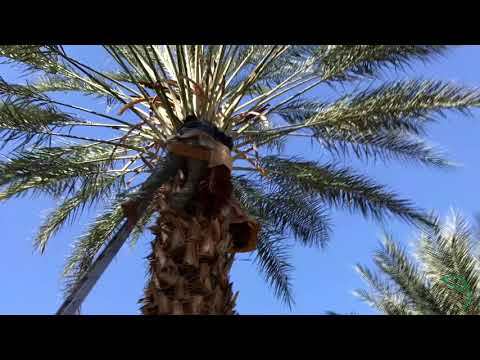 Labor that Goes into Harvesting Dates