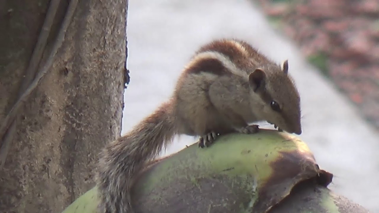 Indian Palm Squirrel masturbating/cleaning genitals