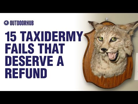 15 Taxidermy Fails That Deserve a Refund