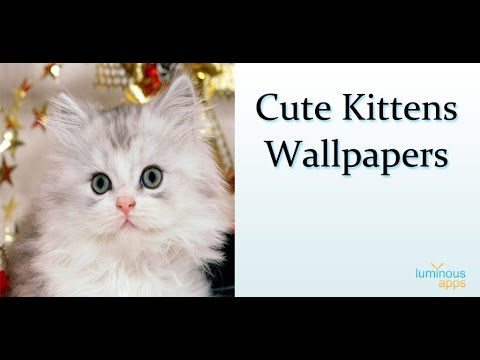 Cute Kittens Live Wallpaper Android App