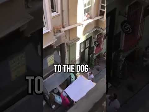 Miracle Dog Rescue! 😱🐶 Innocent Life Saved