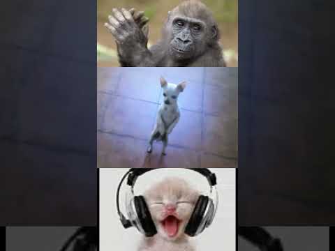 Funny Gif | Try Not to Laugh | cute little doggy and cat with a cute chimp | #shorts #funnygif