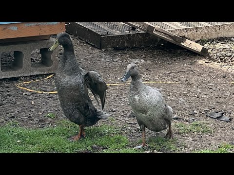 We found Runner Duck eggs