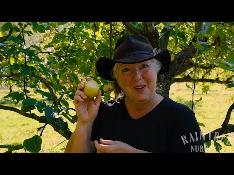 Raintree Nursery Fruit Feature: Shinseki Asian Pear