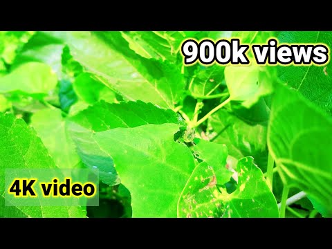 Amazon 4K video