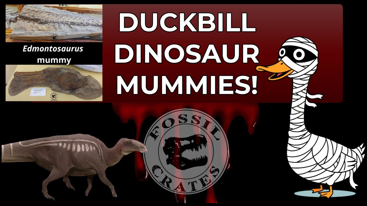 Duckbill Dinosaur Mummies!