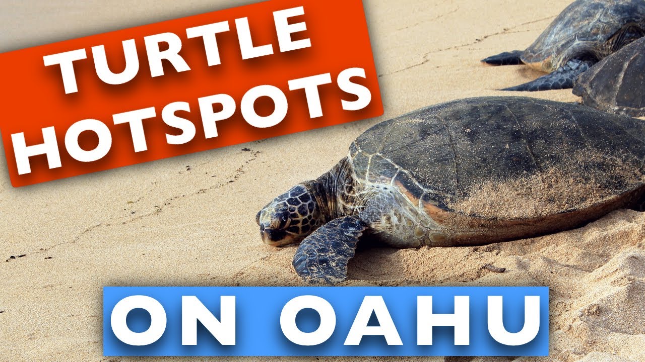 Where Can I See Turtles on Oahu?