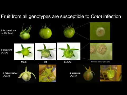 Chris Peritore: Understanding the Clavibacter-Solanum pathosystem