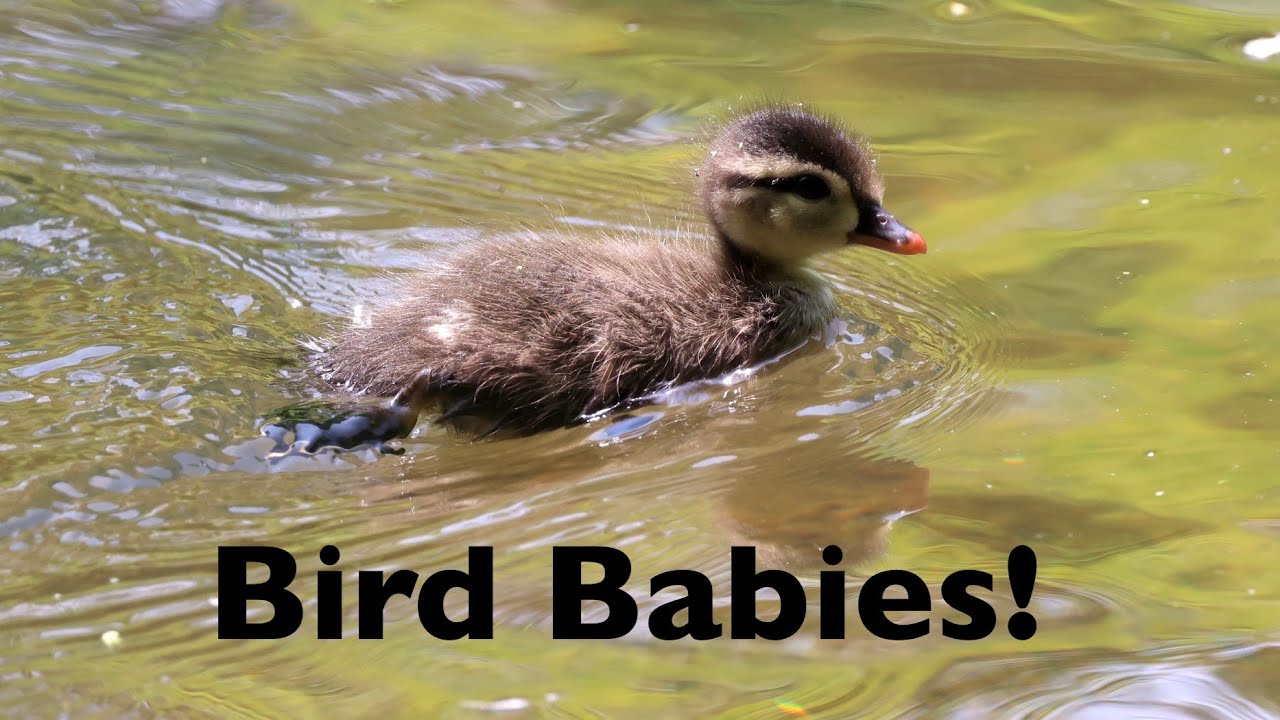It's Fledgling Bird Time