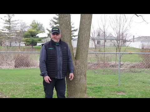 Arborjet Joe Treating for Emerald Ash Borer-Part 1