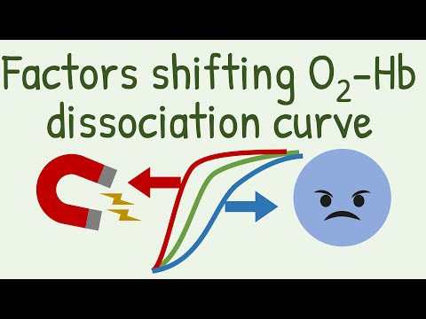 Factors Shifting Oxygen Hemoglobin Dissociation Curve