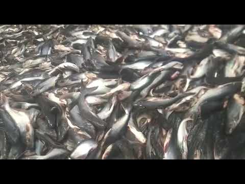 Freshwater Fishes - Wholesale Price & Mandi Rate for Freshwater Fishes ...