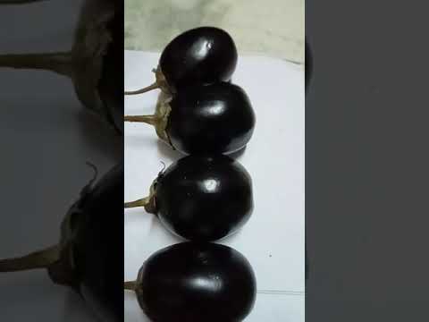 dream about growing brinjal plant or eggplant meaning in english#Shorts