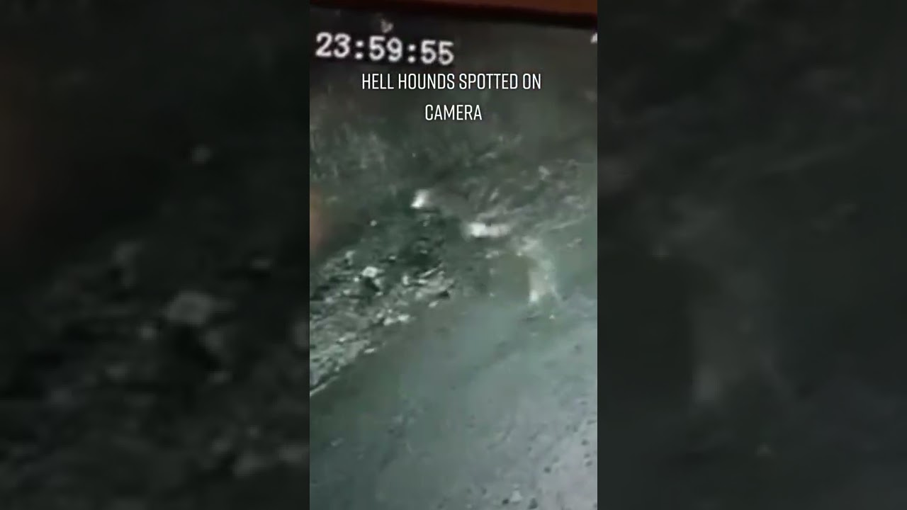 Hell Hounds Spotted On Camera