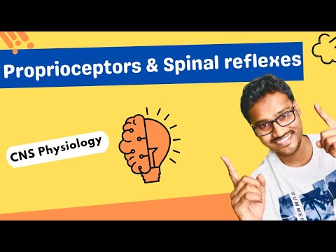 Proprioceptors and Spinal reflexes - stretch & inverse stretch reflex, jendrassik manoeuvre