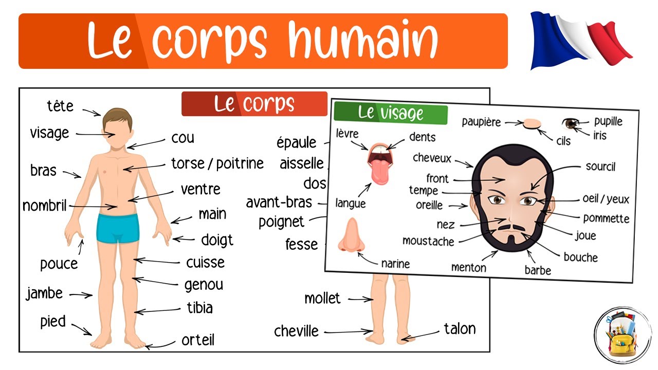 Learn French - Parts Of The Human Body In French - French Vocabulary In Pictures