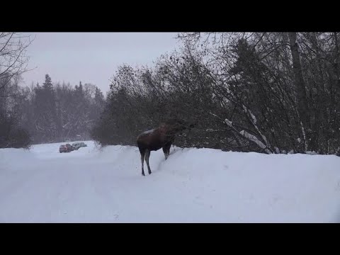 Anchorage, Alaska, on track to break all-time snowfall record: 'Kind of fun'