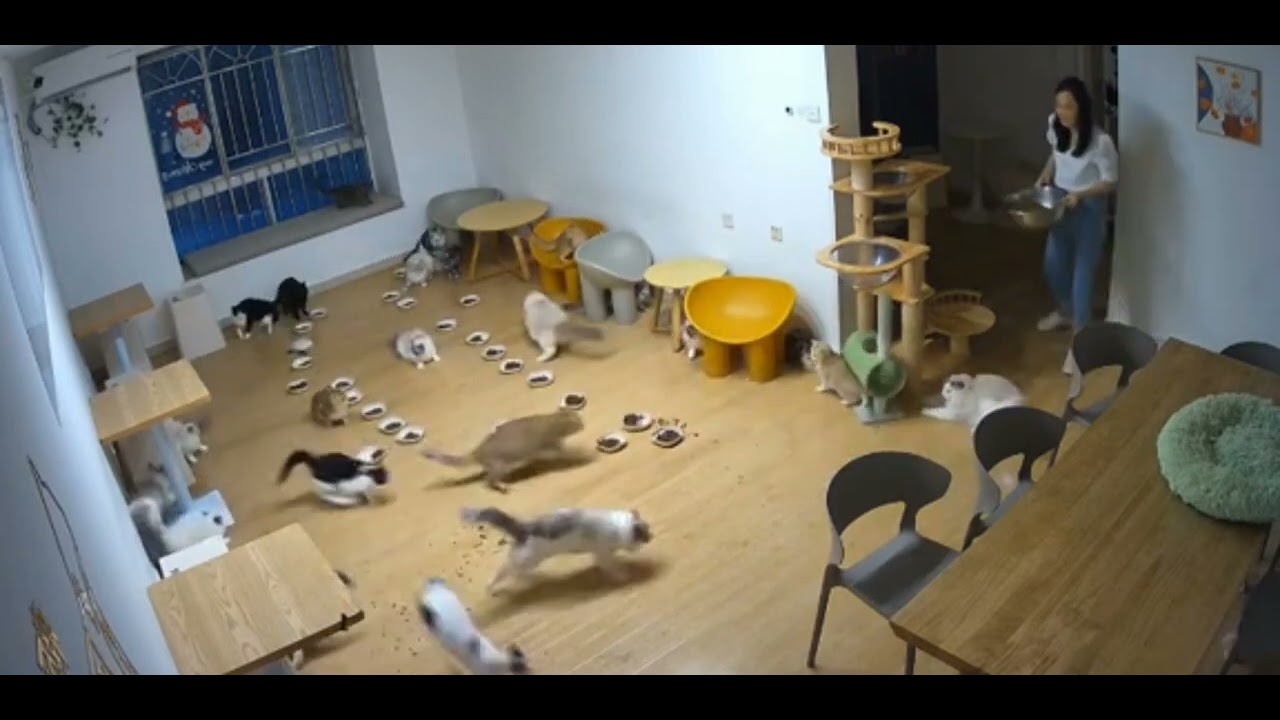 CATS WERE SCARED BY THUNDER