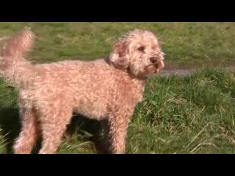 Roger Stevens Performs his ‘Dog Poem’ – Poetry Roundabout