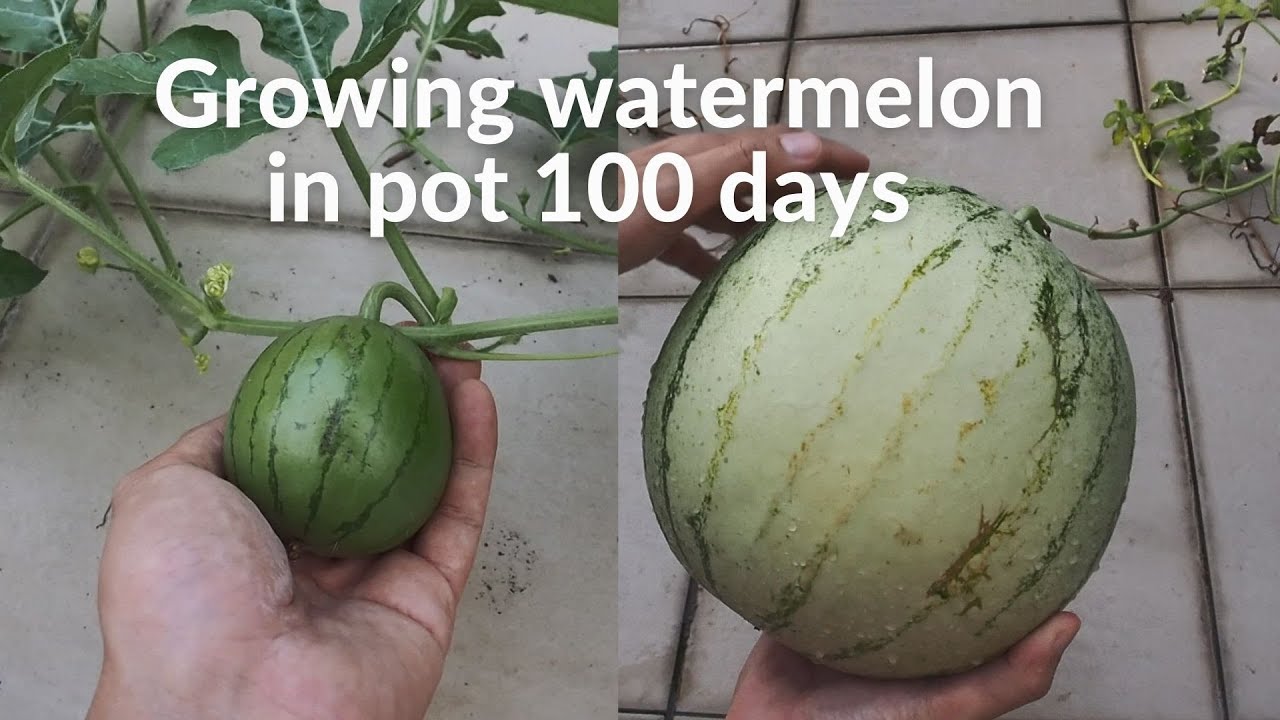 How to Easily Grow Watermelons at Home in Containers - Homemaking.com | Homemaking 101 | Daily ...