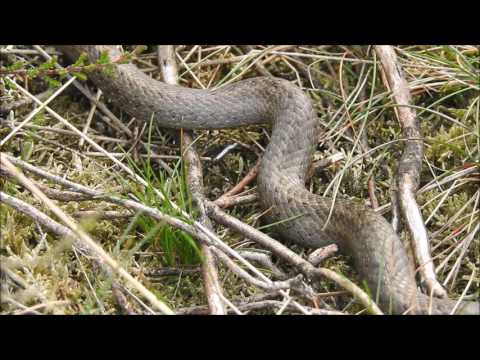Smooth snake in Dutch Veluwe | Dear Kitty. Some blog