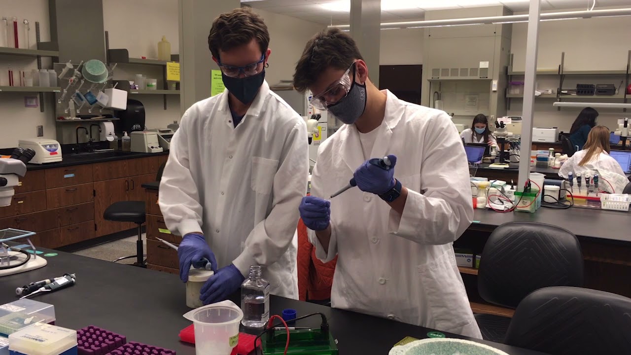 Cell research in the Notre Dame Department of Biological Sciences