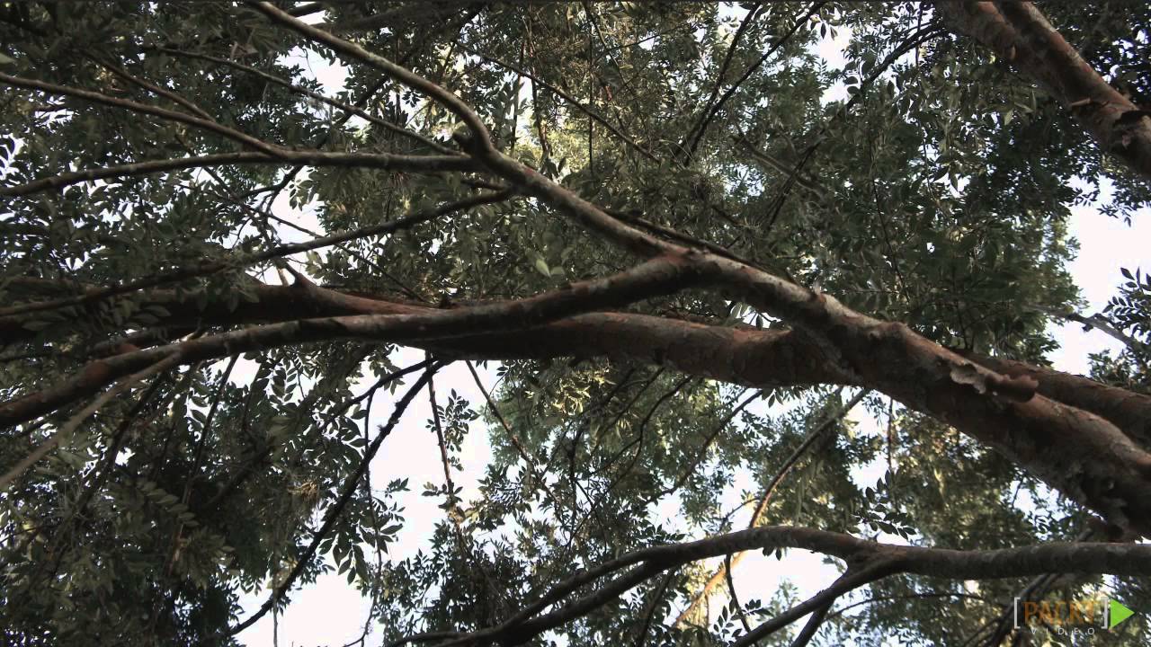 Mastering Git Tutorial: Branching | packtpub.com