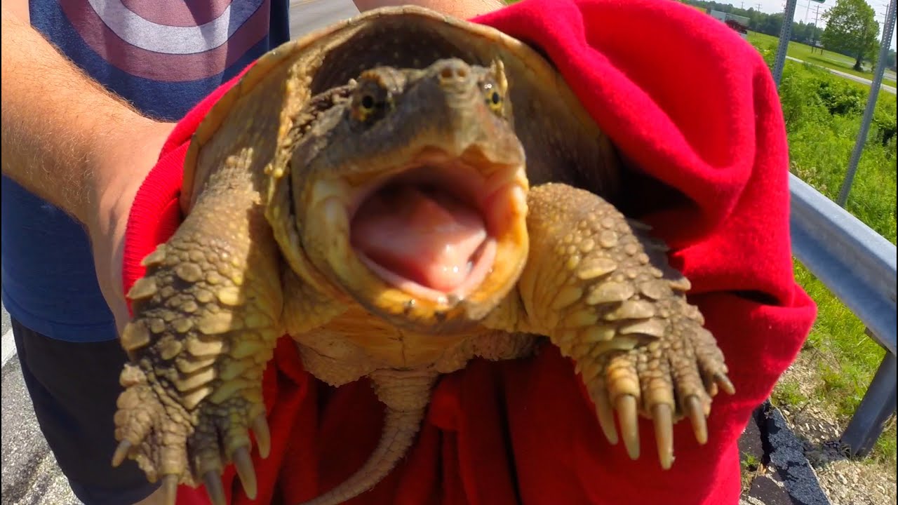 How to Rescue a Snapping Turtle